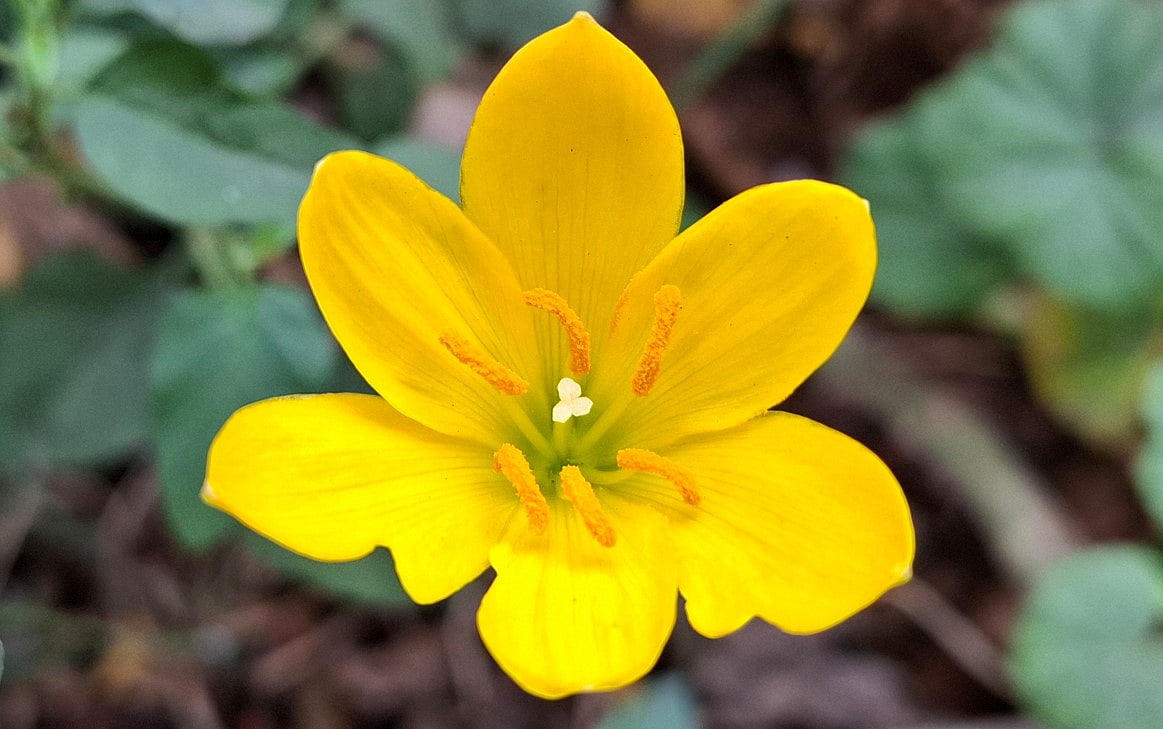 Samsung Galaxy A55 review: Solid mid-range phone with good camera