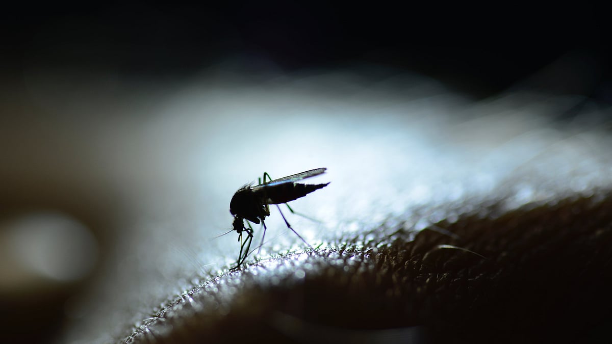 Peru's dengue deaths triple as climate change swells mosquito population