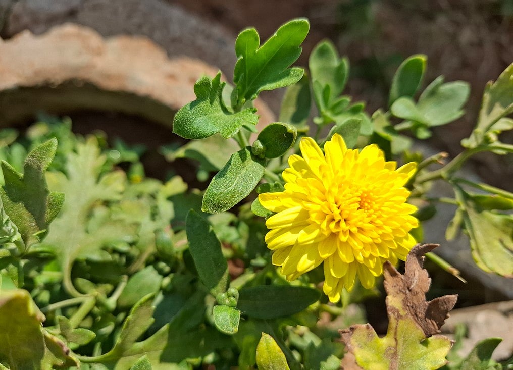 Samsung Galaxy A55 review: Solid mid-range phone with good camera