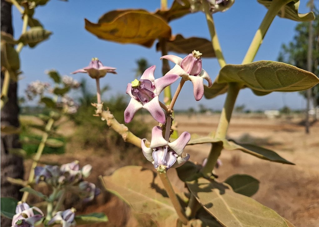 Samsung Galaxy A55 review: Solid mid-range phone with good camera