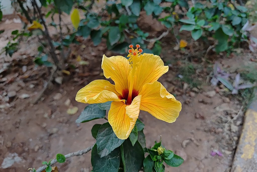 Samsung Galaxy M55 review: Slim phone with long-lasting battery life