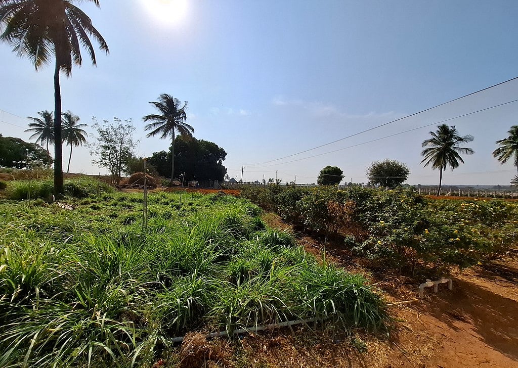 Samsung Galaxy A55 review: Solid mid-range phone with good camera