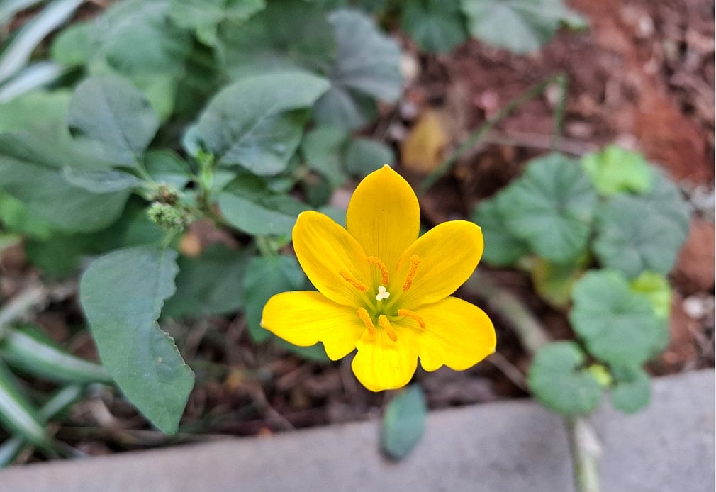 Samsung Galaxy A55 review: Solid mid-range phone with good camera