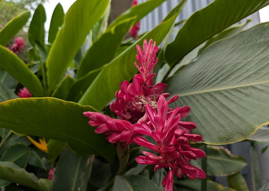 Google Pixel 8a: First impression