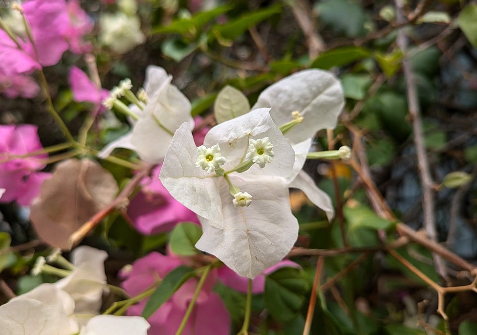 Google Pixel 8a: First impression