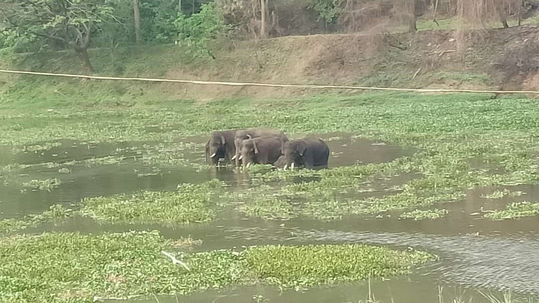 Elephant herd seen on banks of Shimsha River in Karnataka's Mandya