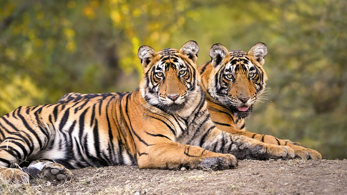 International Tiger Day 2024: Top 5 Wildlife reserves to explore