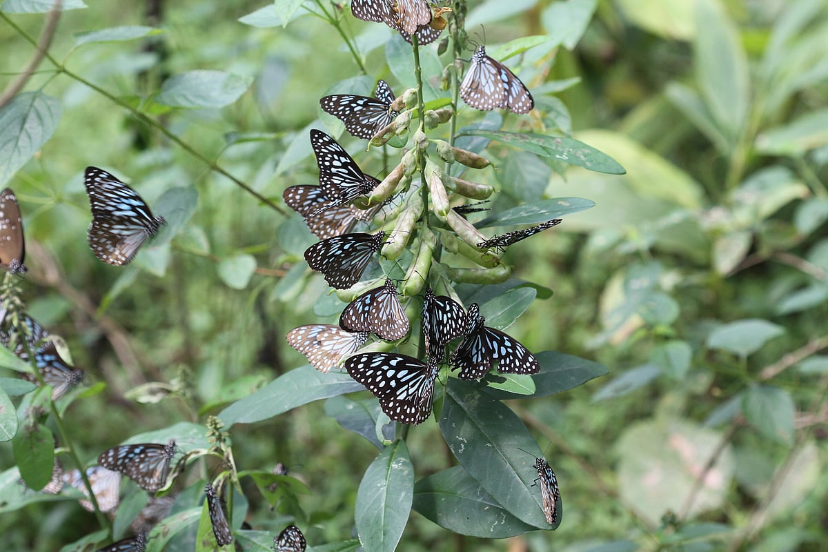 An arduous journey on vibrant wings