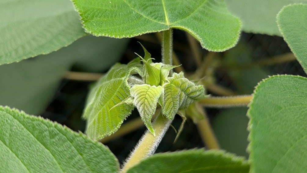 Google Pixel 9: First impression