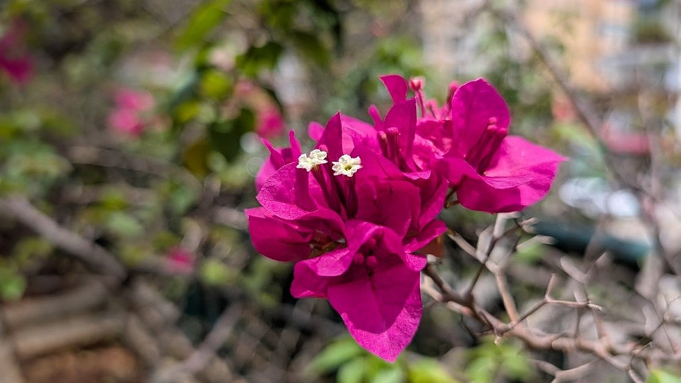 Google Pixel 9: First impression