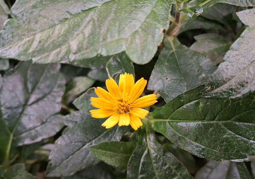 Samsung Galaxy M35 review: Tailor-made for multi-media content consumption