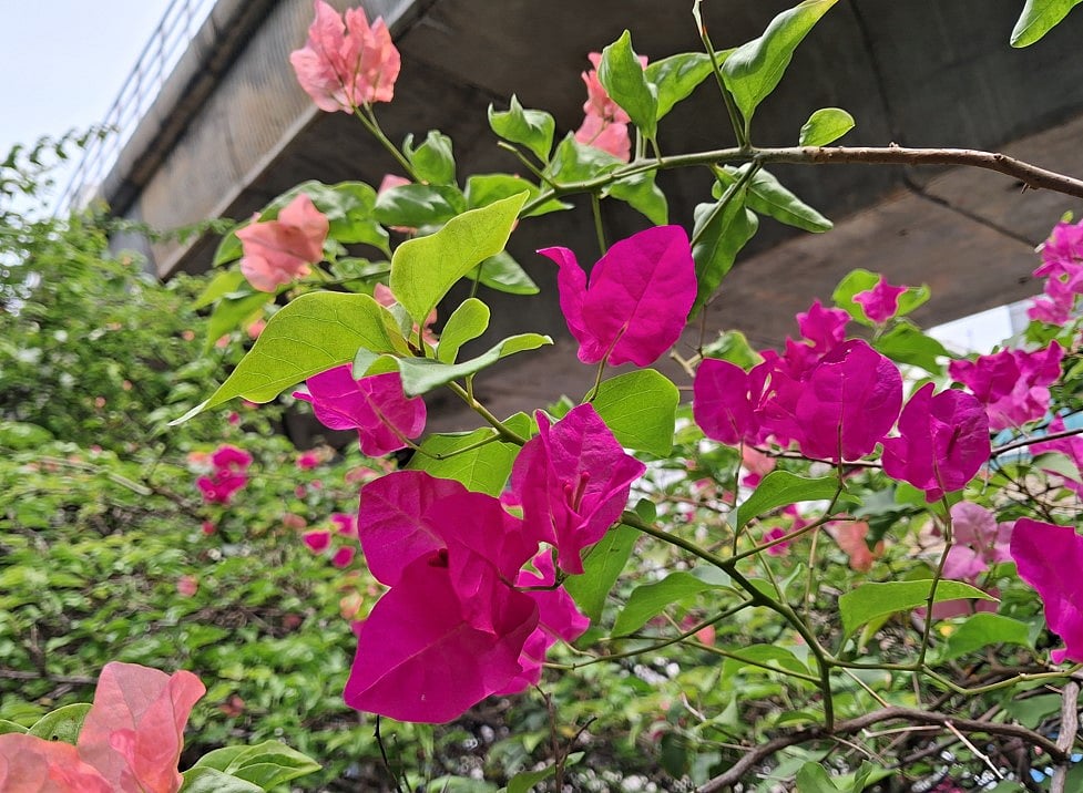 Samsung Galaxy M35 review: Tailor-made for multi-media content consumption