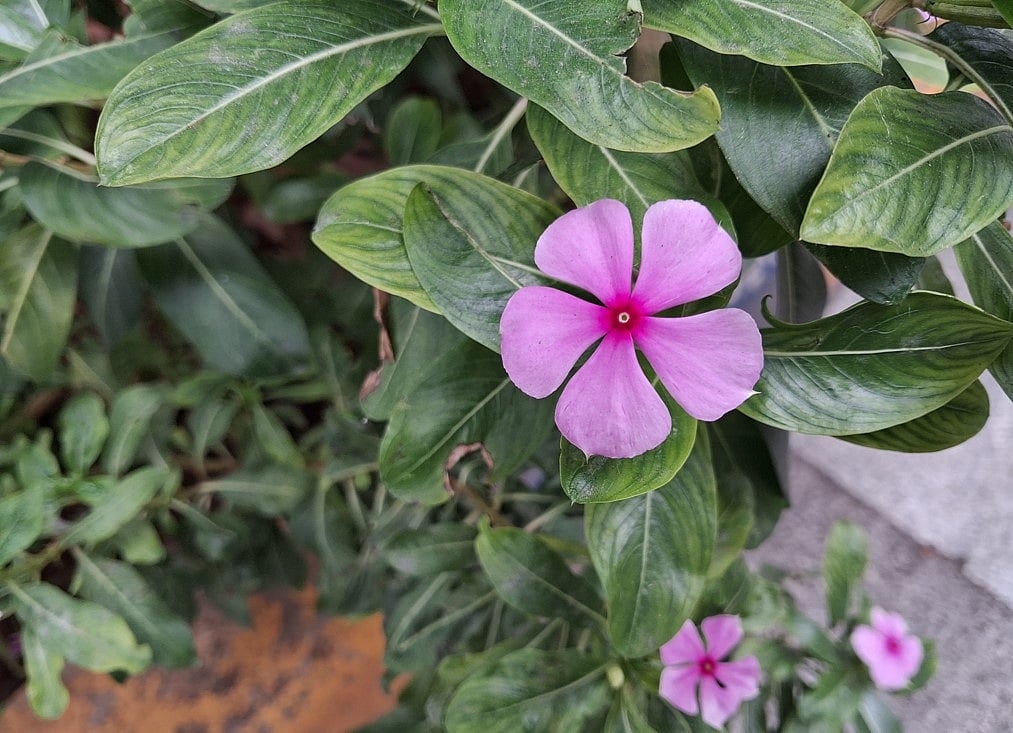 Samsung Galaxy M35 review: Tailor-made for multi-media content consumption