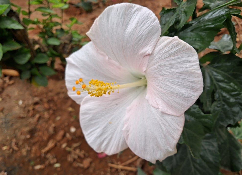 Samsung Galaxy M35 review: Tailor-made for multi-media content consumption