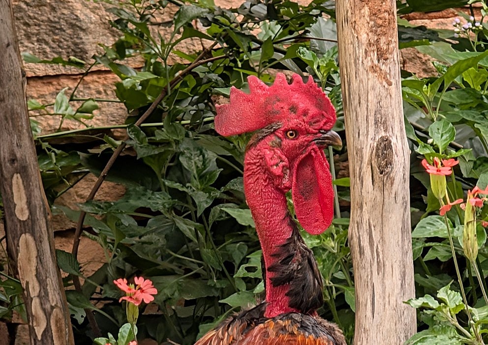 Google Pixel 9 Pro XL review: Impressive gen AI premium phone with ...