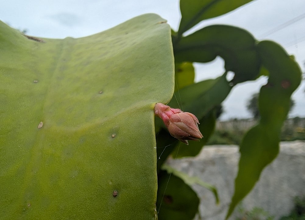 Google Pixel 9 Pro XL review: Impressive gen AI premium phone with ...