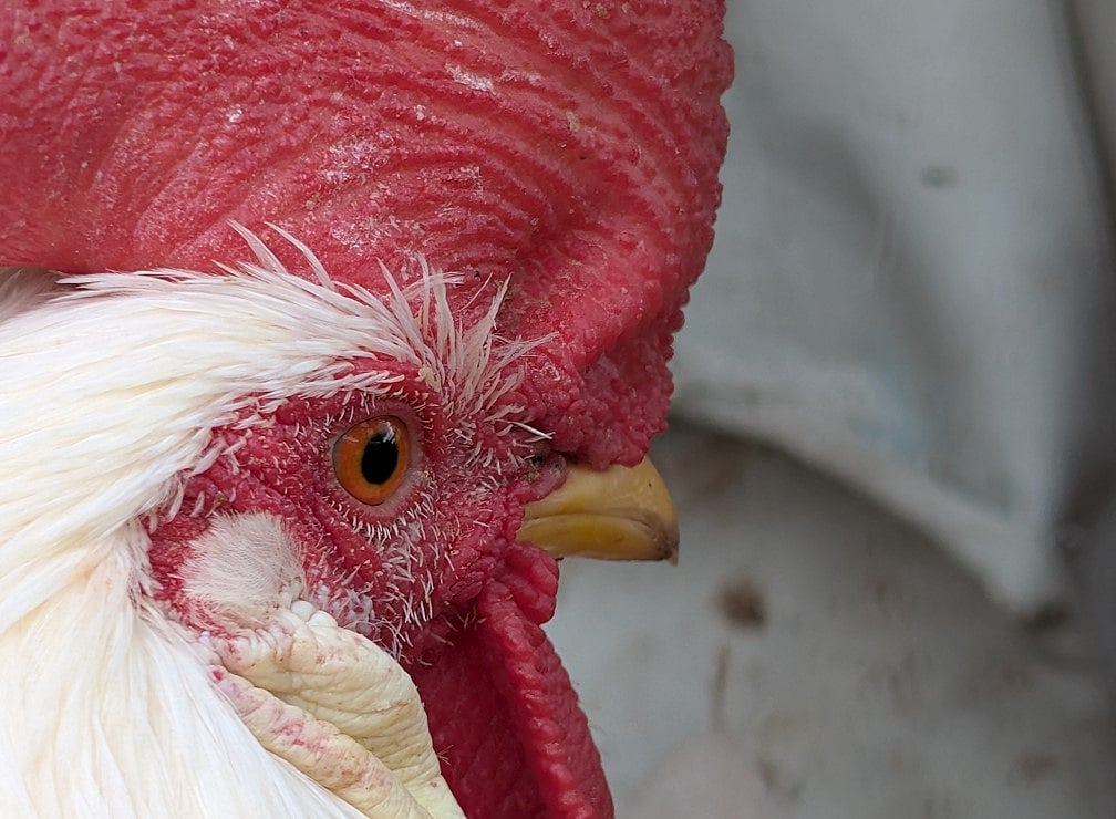 Google Pixel 9 Pro XL review: Impressive gen AI premium phone with ...