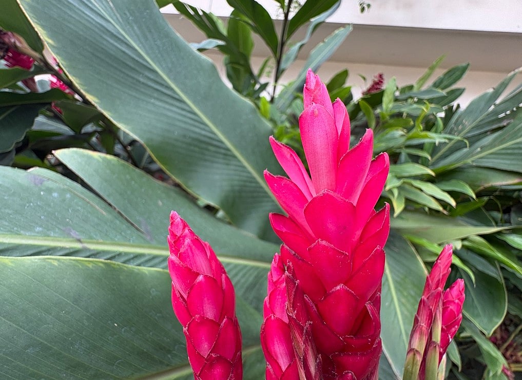 Apple iPhone 16 review: Pretty amazing mobile with meaningful upgrades