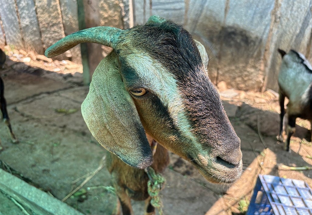 Apple iPhone 16 review: Pretty amazing mobile with meaningful upgrades