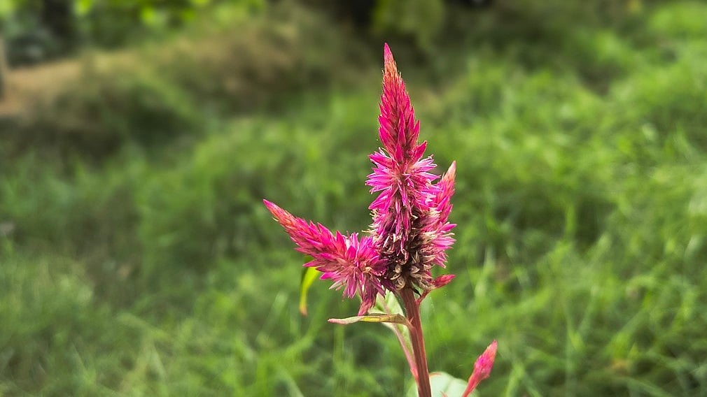 Motorola Edge 50 Neo review: Reliable phone with good camera and ...