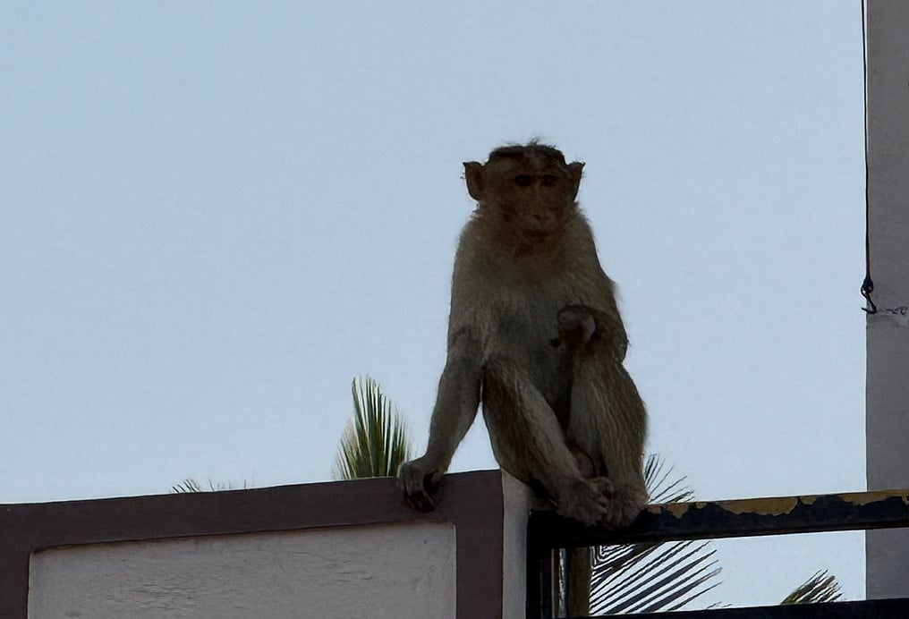 Apple iPhone 16 Pro Max review: Powerful mobile with meaningful upgrades