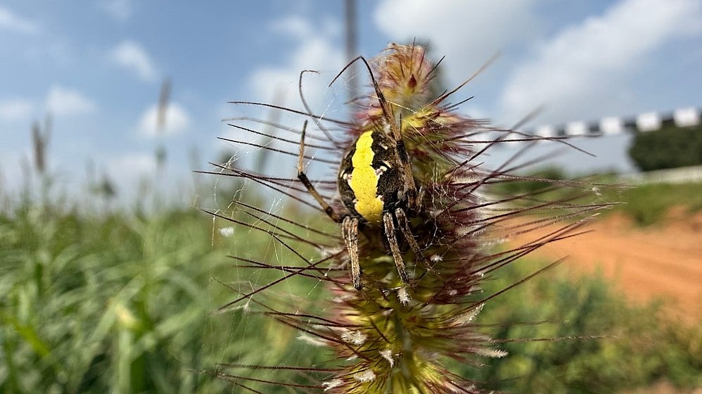 Apple iPhone 16 Pro Max: Key camera features you should know