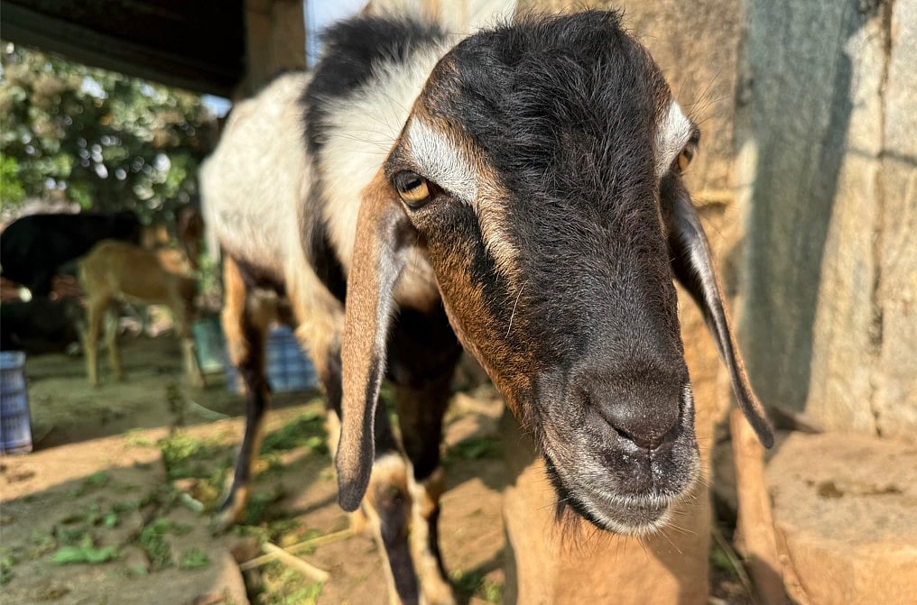 Apple iPhone 16 Pro Max: Key camera features you should know