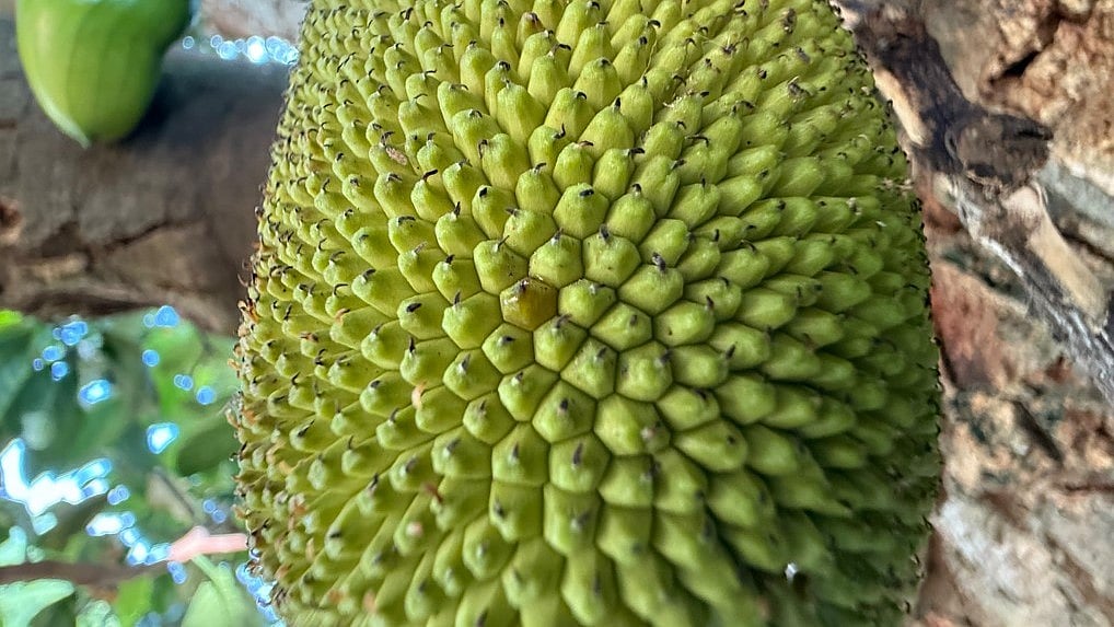 Apple iPhone 16 Pro Max: Key camera features you should know