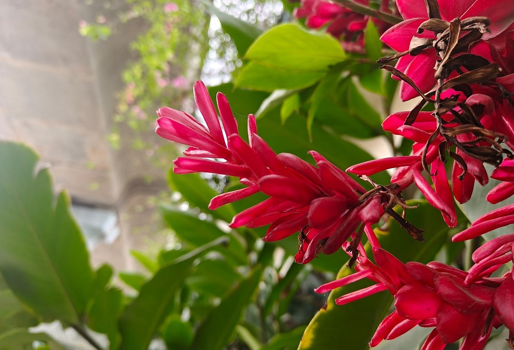 Oppo Find X8 review: Impressive premium camera phone