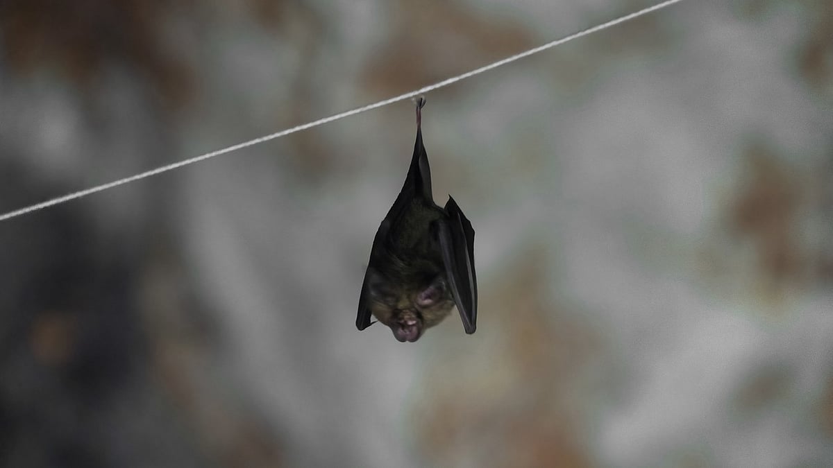 Rare bat species spotted in Delhi
