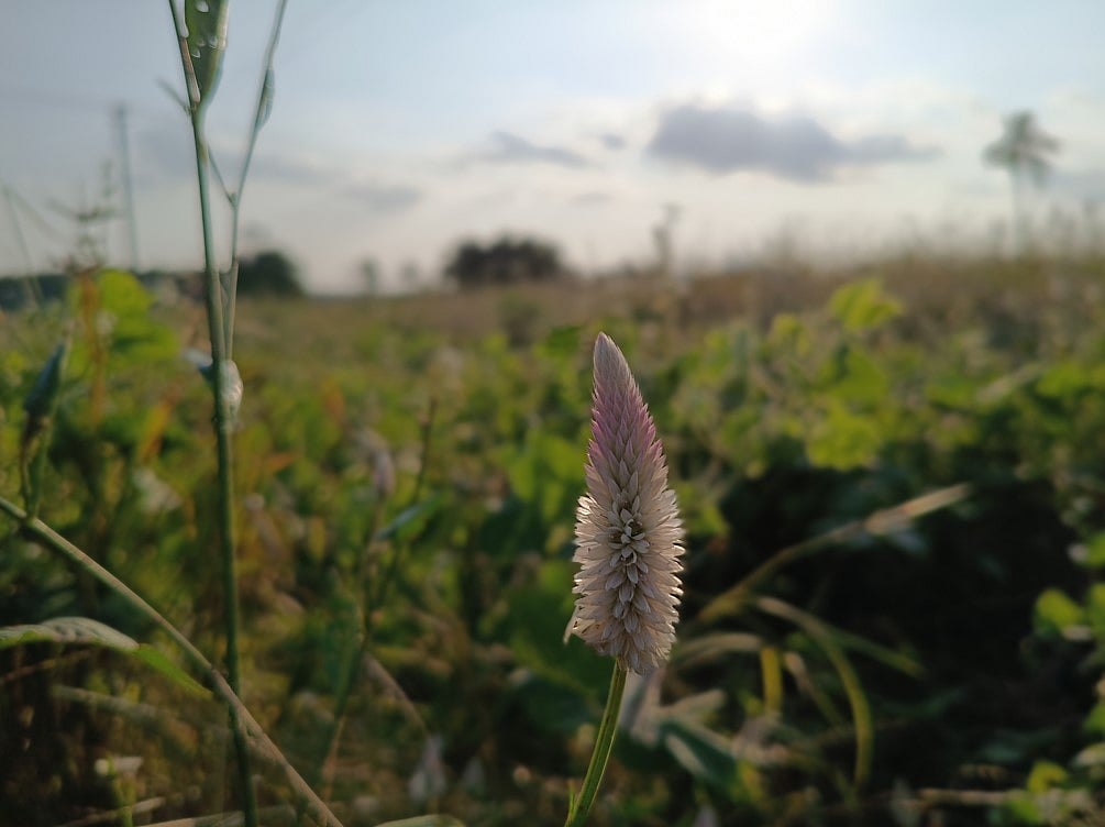Xiaomi Redmi Note 14 review: Solid all-rounder phone
