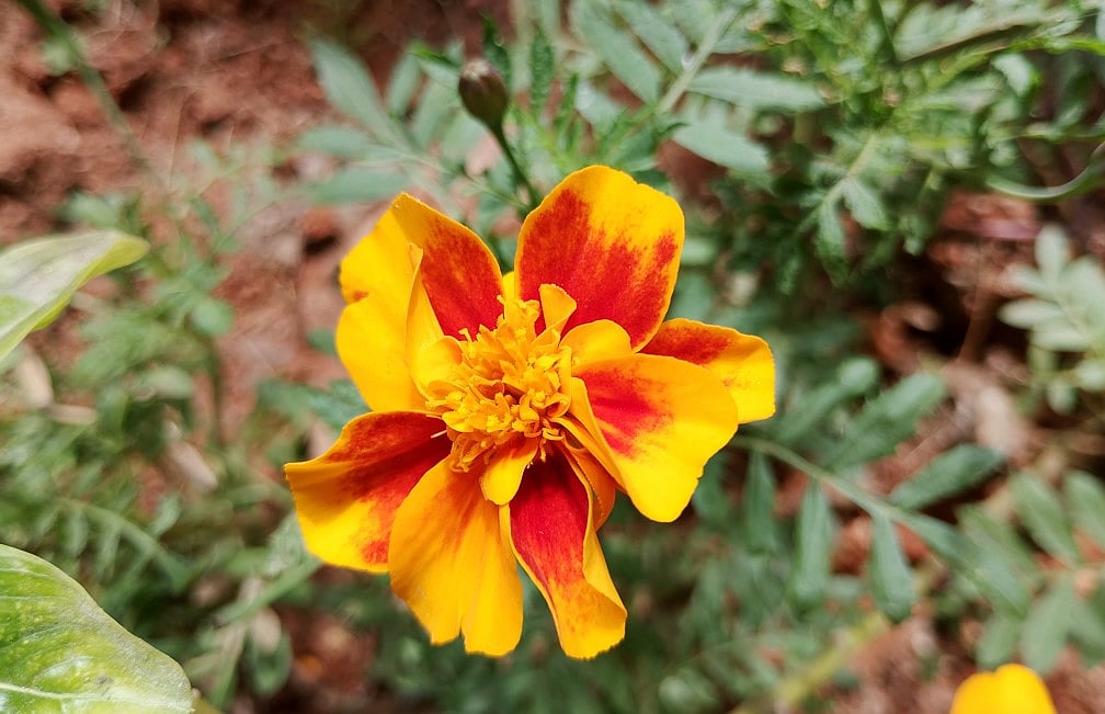 Motorola Moto G35 5G review: Flashy budget phone with decent performance