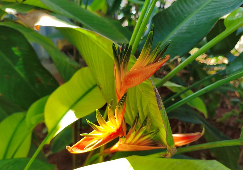 Poco X7 Pro review: Solid performer with long-lasting battery