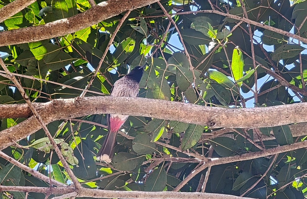 OnePlus 13R review: Feature-rich flagship phone without premium price-tag