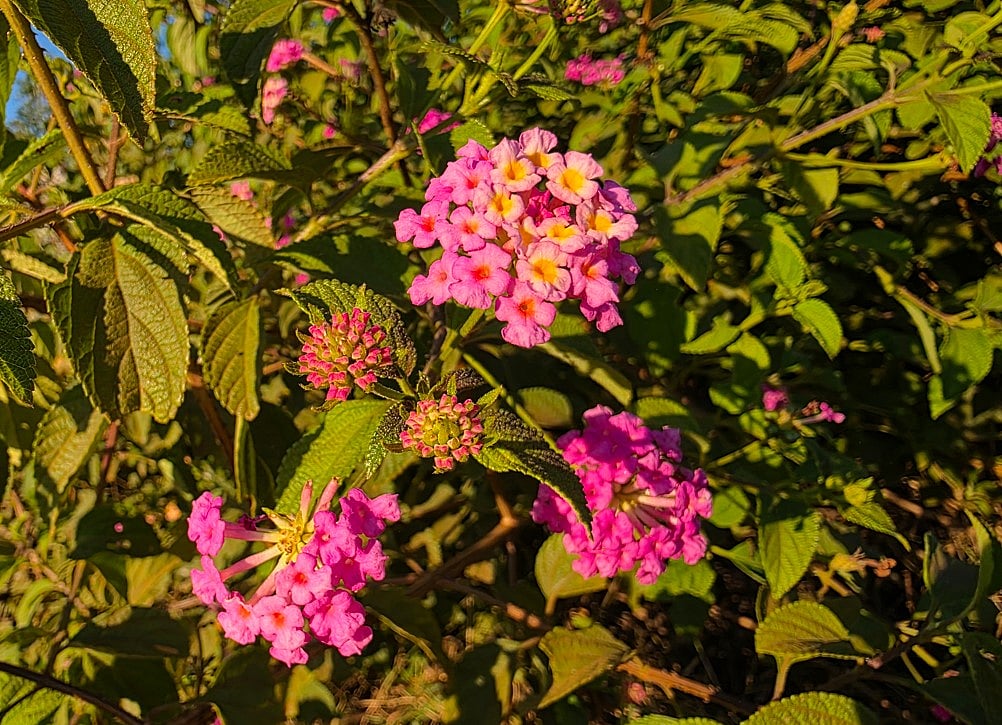 Samsung Galaxy S25 Ultra review: Versatile AI phone