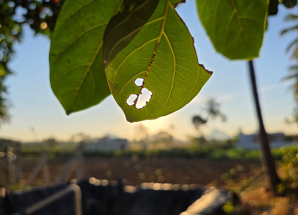 Samsung Galaxy S25 Ultra review: Versatile AI phone