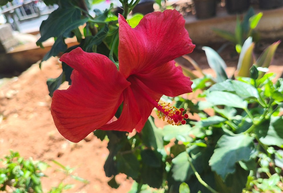 Poco X7 review: Good performer with flashy design