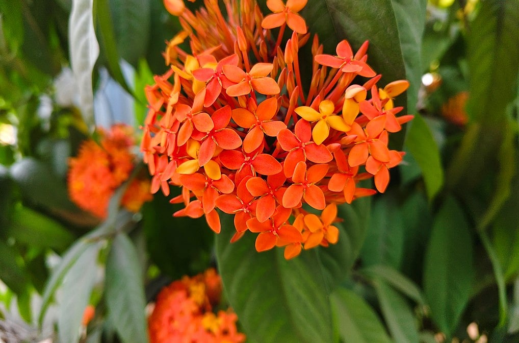 Vivo V50 review: Stylish phone with really good camera