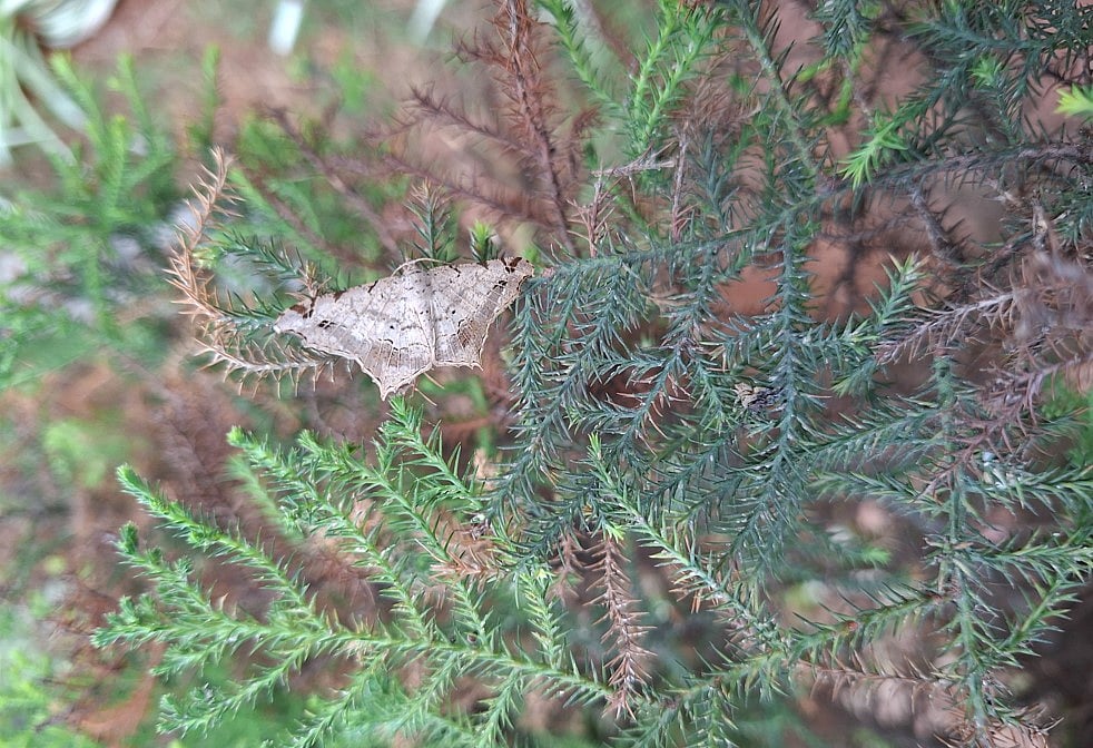 Samsung Galaxy A56 review: Refined sequel with meaningful upgrades