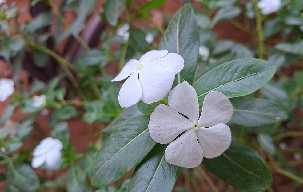 Samsung Galaxy A56 review: Refined sequel with meaningful upgrades