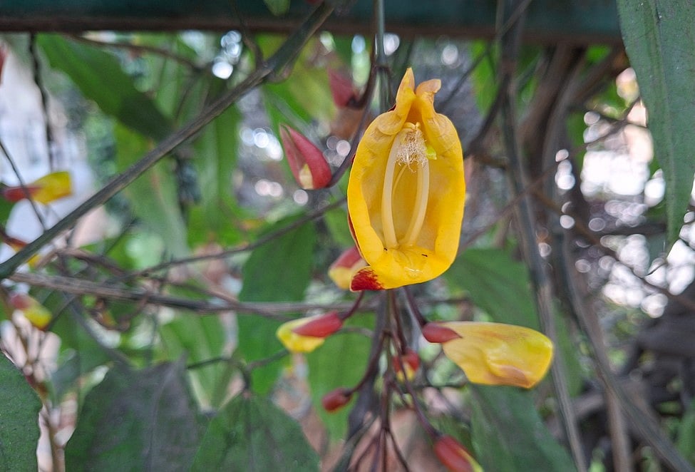 Samsung Galaxy A56 review: Refined sequel with meaningful upgrades