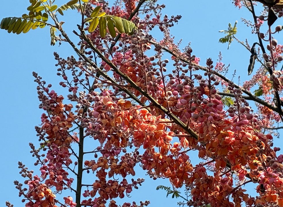 iPhone 16e review: Gateway to Apple's high-walled garden