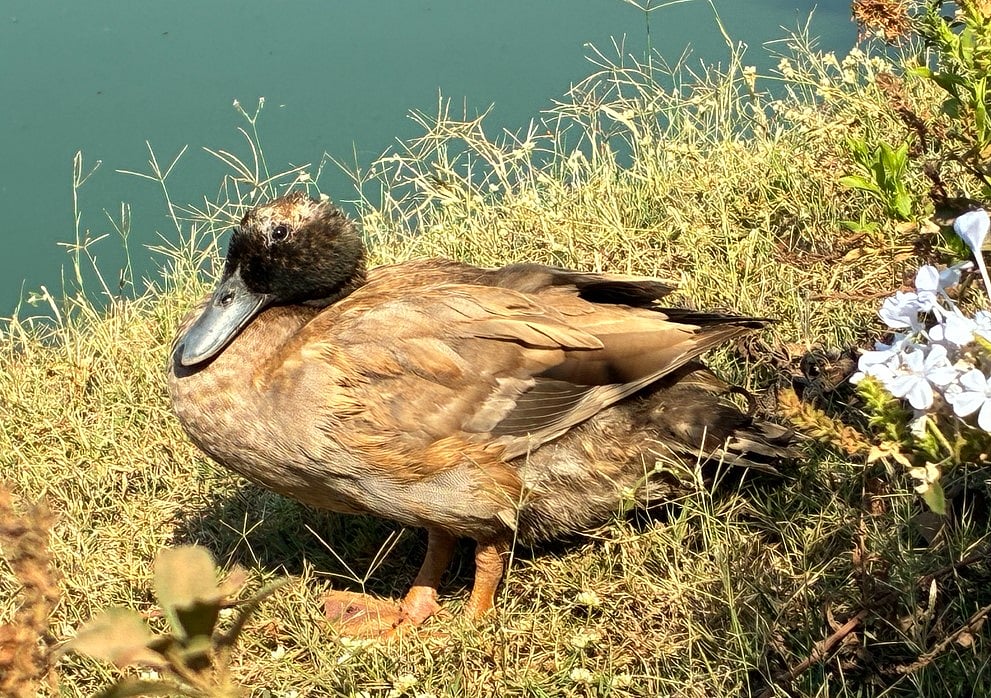 iPhone 16e review: Gateway to Apple's high-walled garden