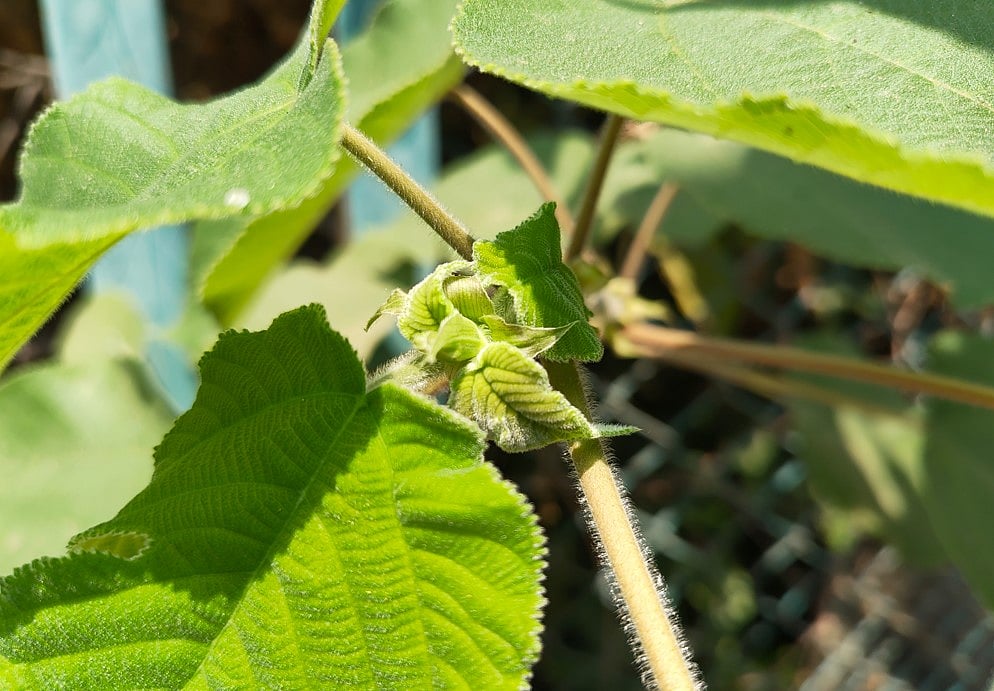 Nothing Phone (3a) Pro review: Feature-rich phone with cool design