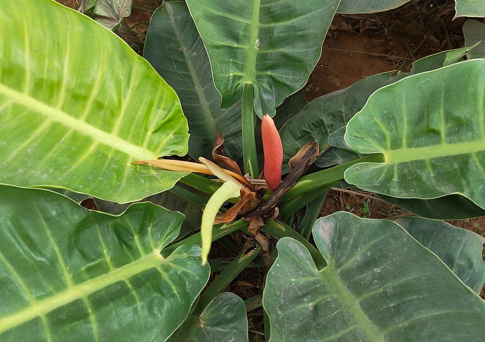 Nothing Phone (3a) Pro review: Feature-rich phone with cool design