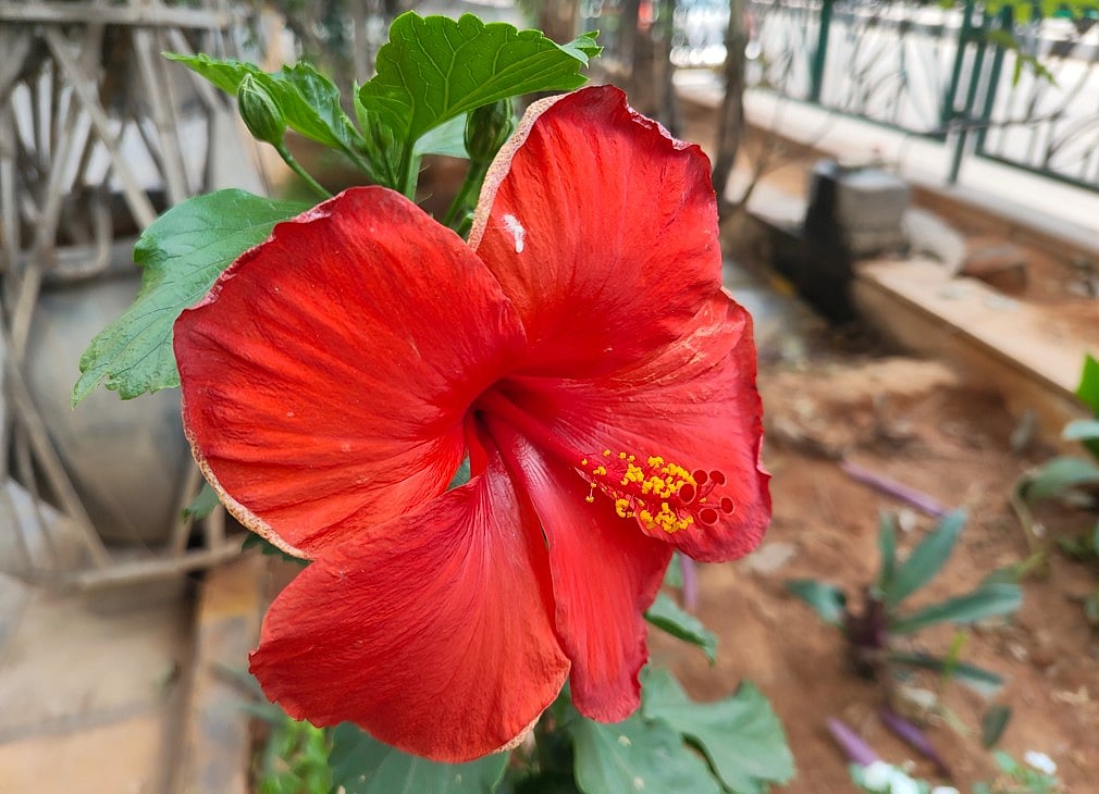 Nothing Phone (3a) Pro review: Feature-rich phone with cool design