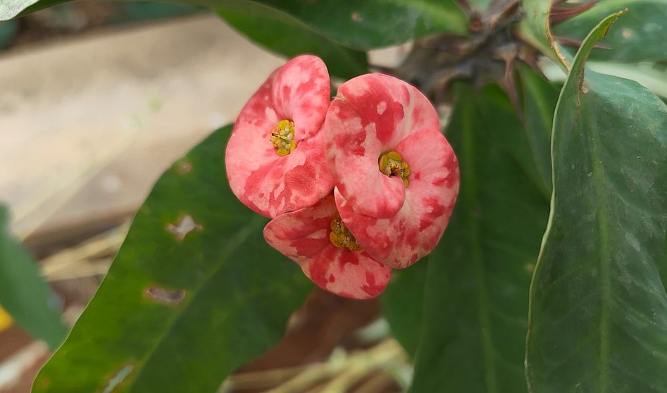 Nothing Phone (3a) Pro review: Feature-rich phone with cool design