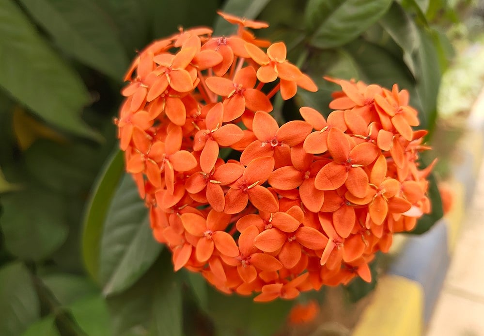 Nothing Phone (3a) Pro review: Feature-rich phone with cool design