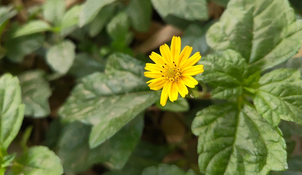 Nothing Phone (3a) Pro review: Feature-rich phone with cool design