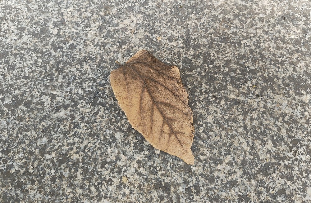 Nothing Phone (3a) Pro review: Feature-rich phone with cool design